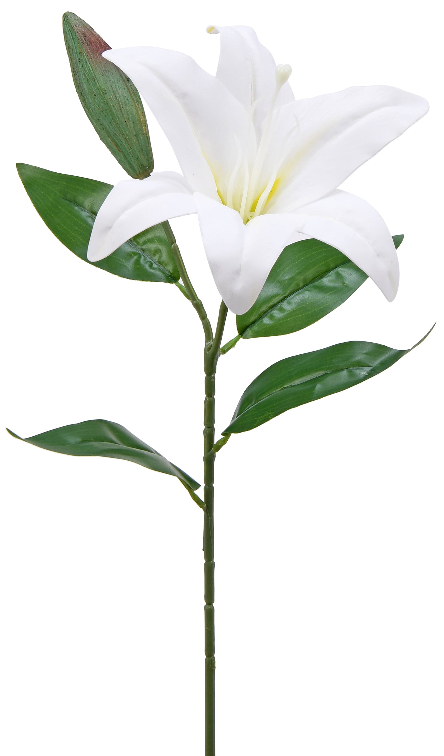 Lily. 51 cm