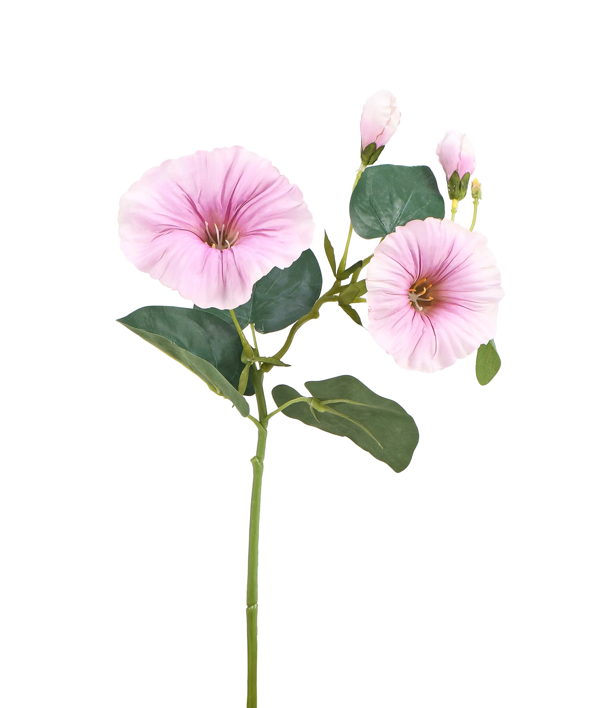 Trumpet Flower. 40 cm
